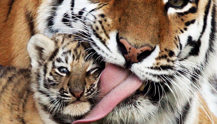 tiger_3 – Rochester Zoning Alignment Project